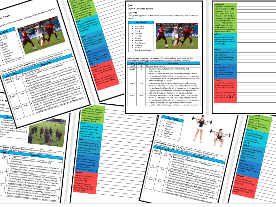 7 Long Answer Question Structure Strips On The Muscular System BTEC 