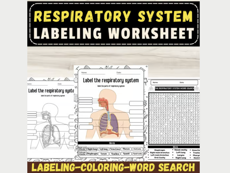 Label the Human Respiratory System Anatomy: End of The year Activities ...