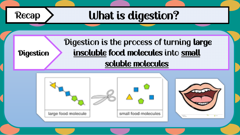 B3.2 The Human Digestive System AQA GCSE 9-1 Science GCSE | Teaching ...