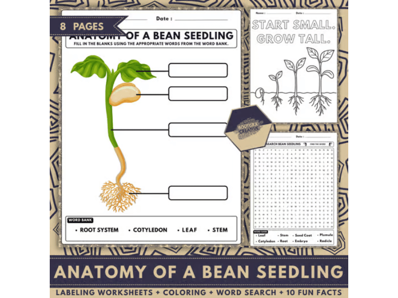 Anatomy of a Bean Seedling – Labeling Diagram, Word Search & Coloring ...