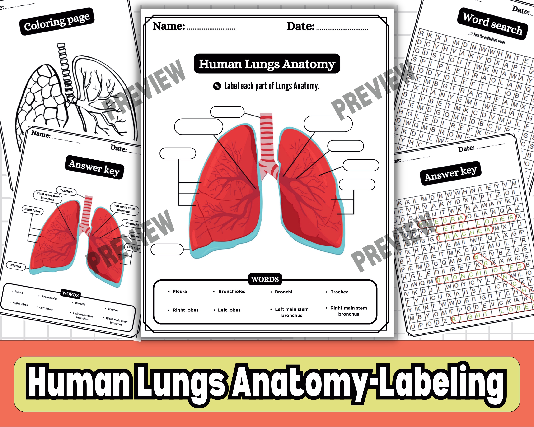 Human Lungs Anatomy-Lungs Labeled Diagram,Word search,Coloring,Sciene ...