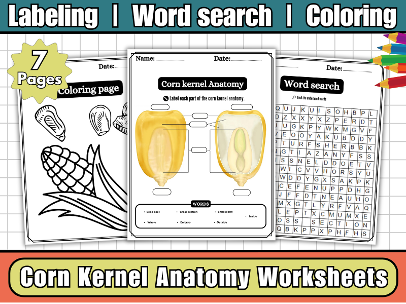 Corn Kernel Anatomy Worksheets,Labeling Diagram,Word Search,Coloring ...