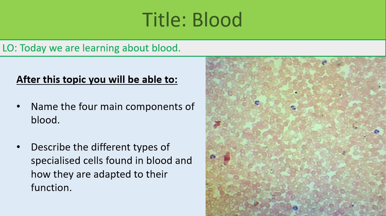 Blood Lesson GCSE Biology | Teaching Resources