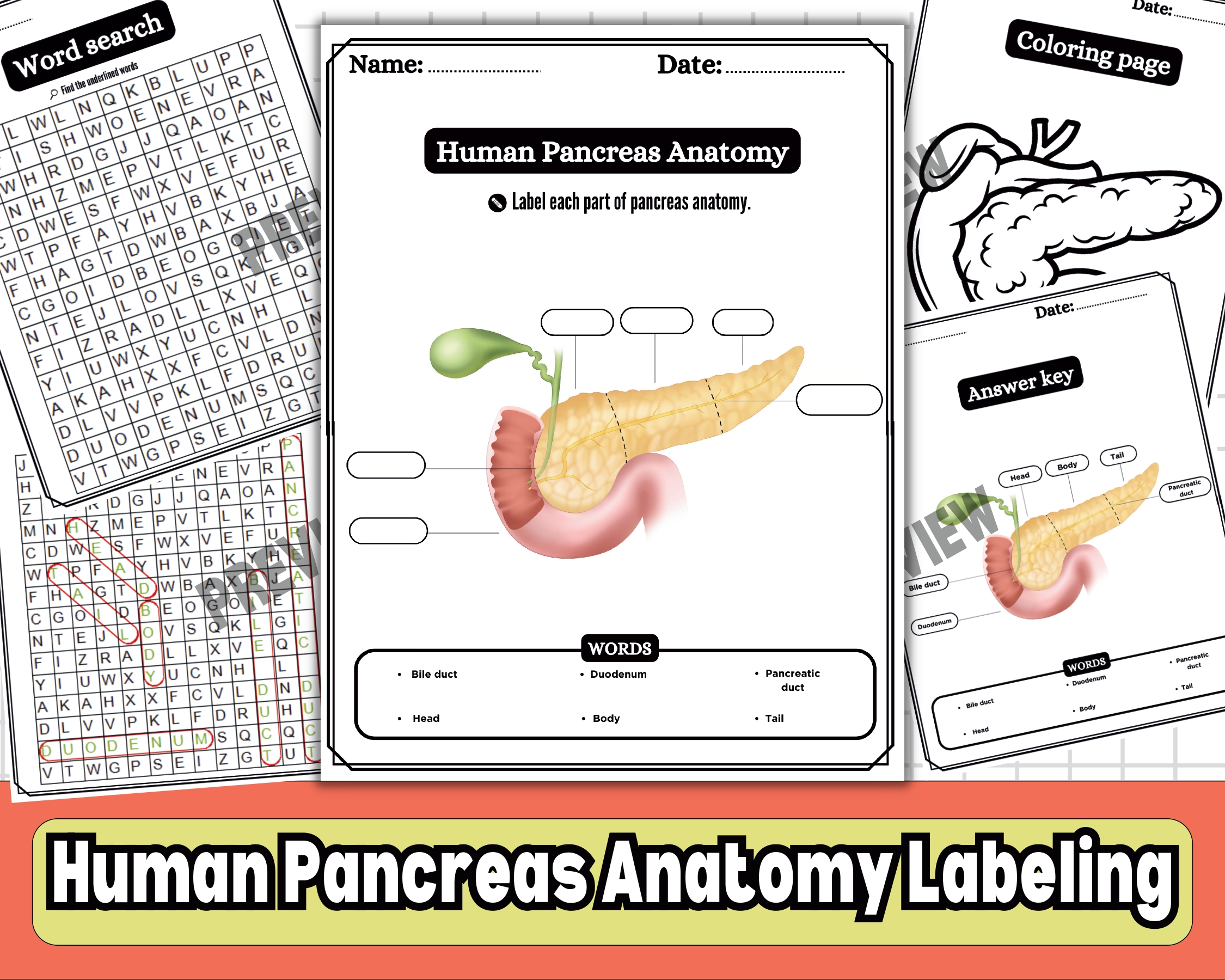 Pancreas Anatomy Worksheets-Labeling Diagram,Word Search,Parts,Coloring ...