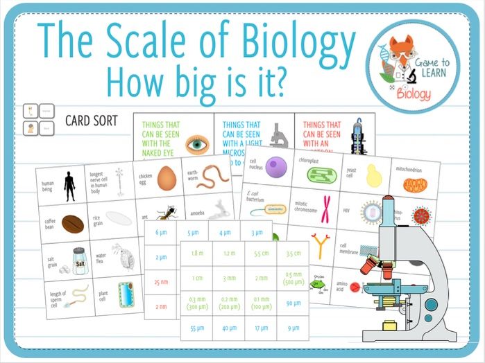 How big is it? Scale of Biology - Card sort (KS3/4/5) | Teaching Resources