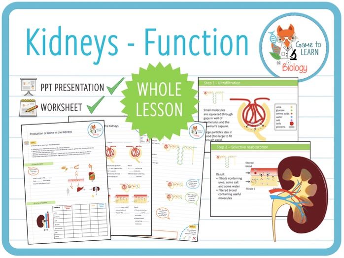 Lesson: Urine production in the kidneys - PPT and worksheet (KS4/5 ...
