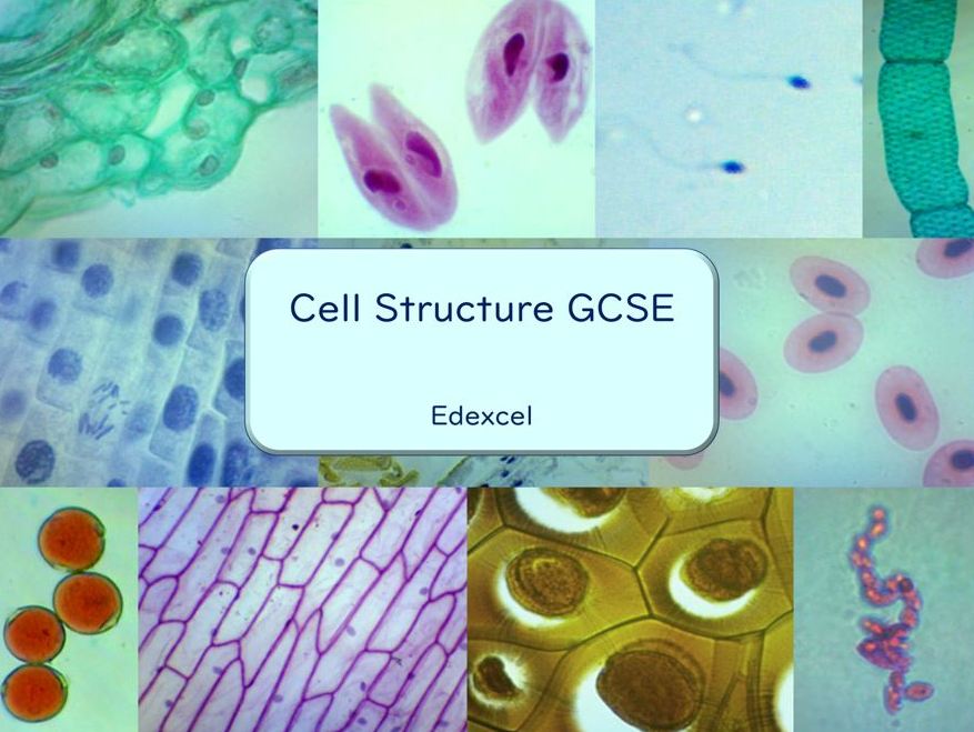 cell-structure-slides-and-worksheet-gcse-biology-edexcel-teaching