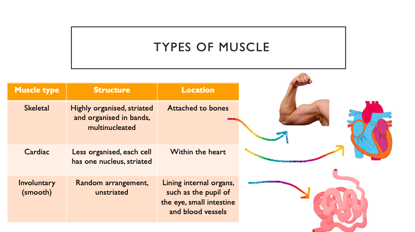 OCR A Biology A-level 5.1.3 Muscle Contraction | Teaching Resources