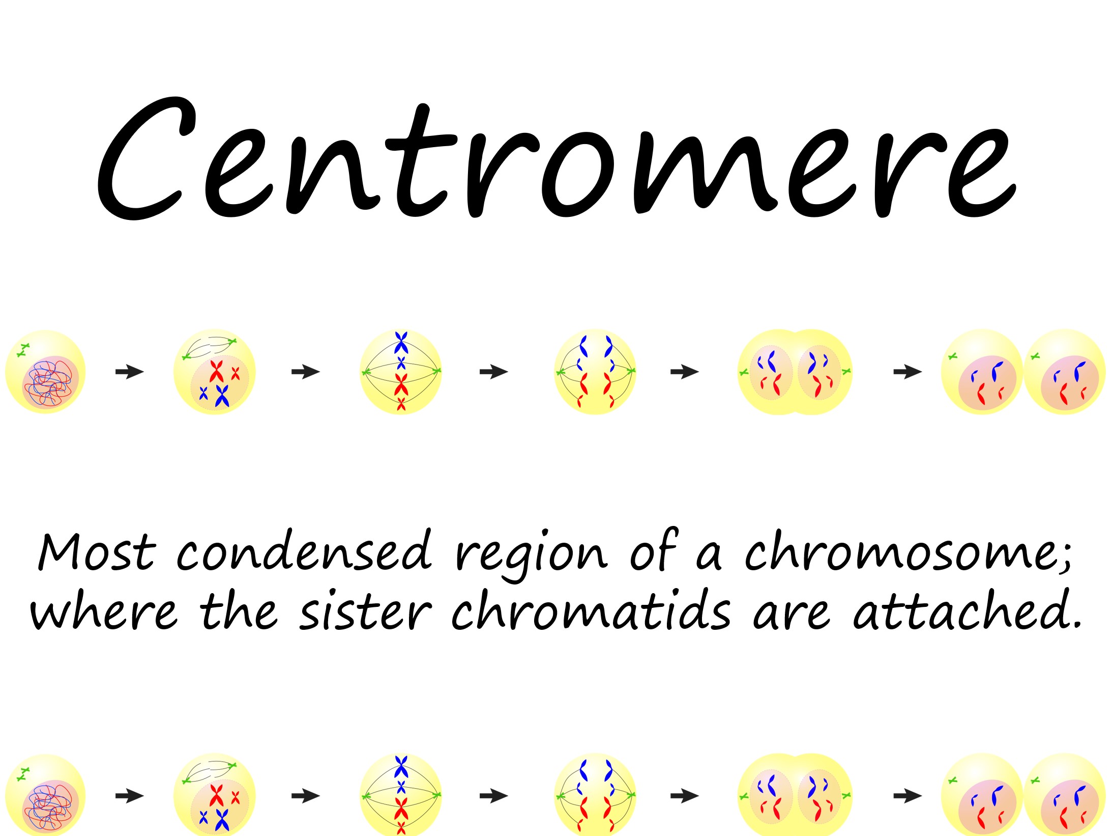 Mitosis Vocabulary Cards Word Wall | Teaching Resources