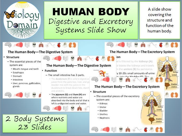 Human Body: Digestive and Excretory Systems Slide Show | Teaching Resources