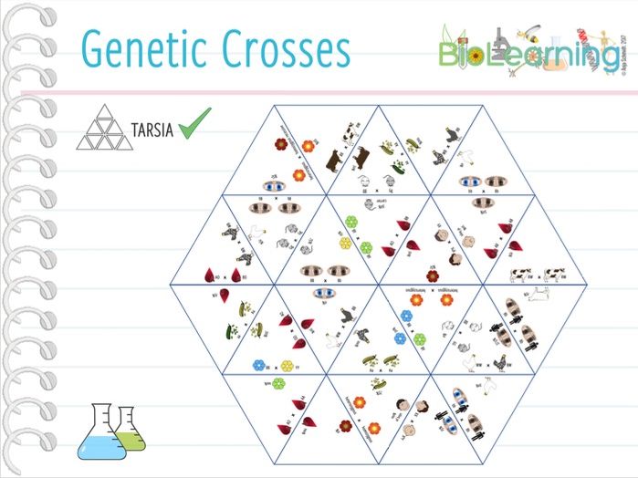 Genetic Crosses - Tarsia (KS4/5) | Teaching Resources