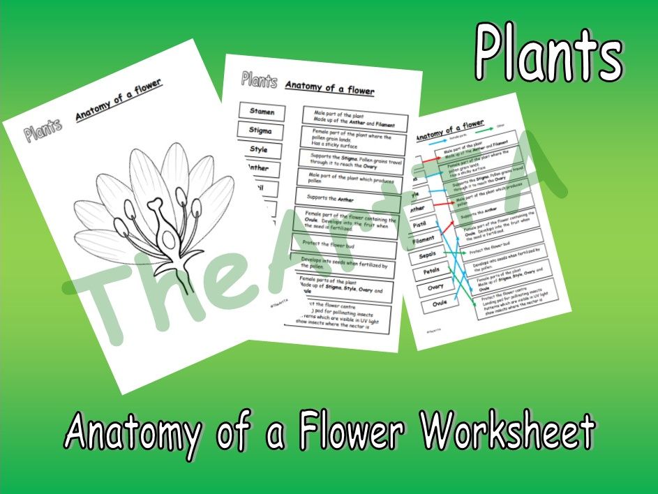 Anatomy Of A Flower Worksheet Teaching Resources