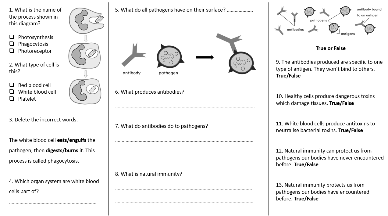 Immune System Lesson GCSE Biology | Teaching Resources