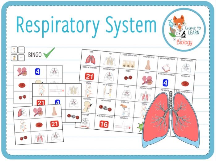 Respiratory System - Bingo (KS3/4) | Teaching Resources
