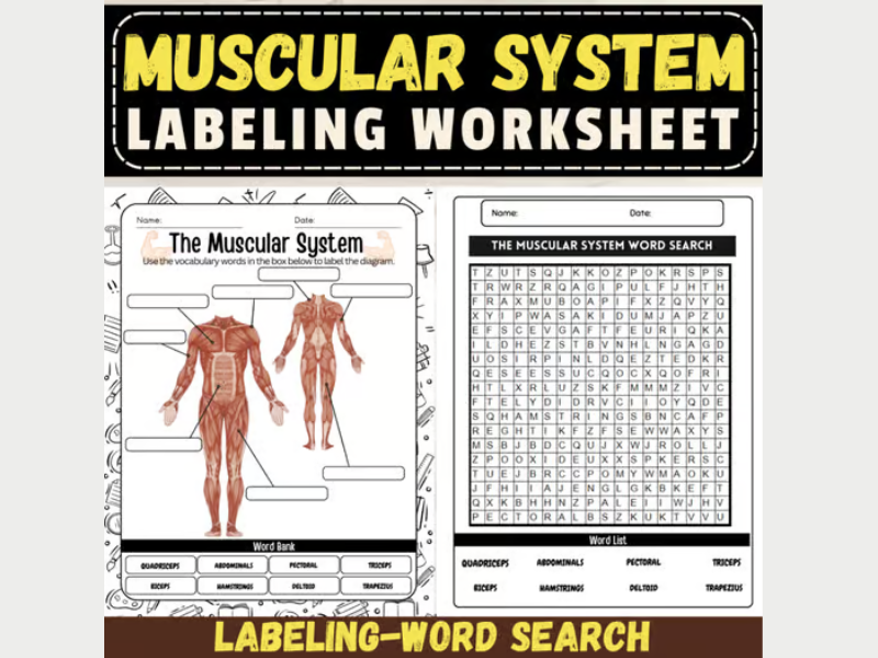 Label the Muscular System Anatomy: Human System Labeling Worksheet ...