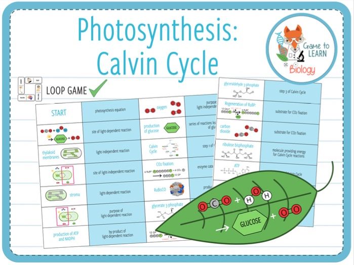 Photosynthesis: Calvin Cycle - Loop Game (KS5) | Teaching Resources
