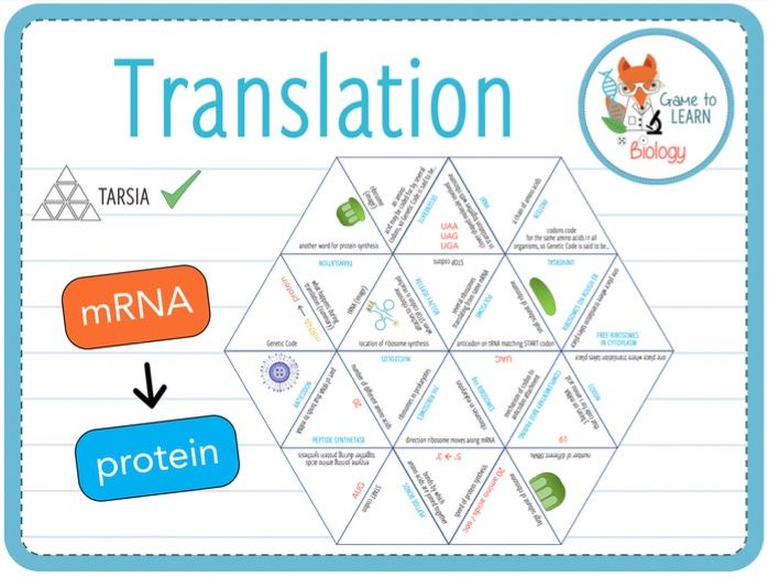 Translation / Protein Synthesis - Tarsia (KS5) | Teaching Resources