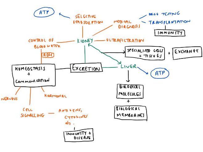 Ocr A Level Biology Excretion Revision Poster Teaching Resources Images