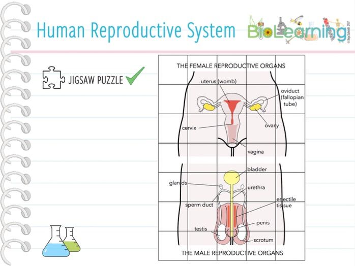 Primary Teaching Resources Activities For Ks1 And Ks2 Tes