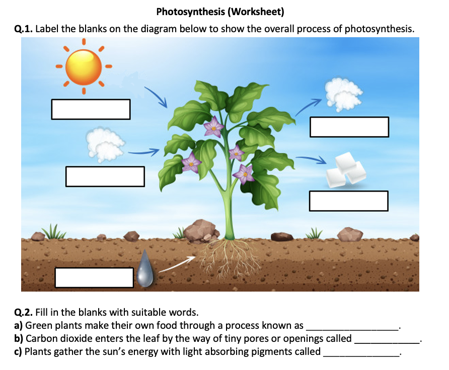 Photosynthesys Worksheet In Photosynthesis Worksheet The Best Porn