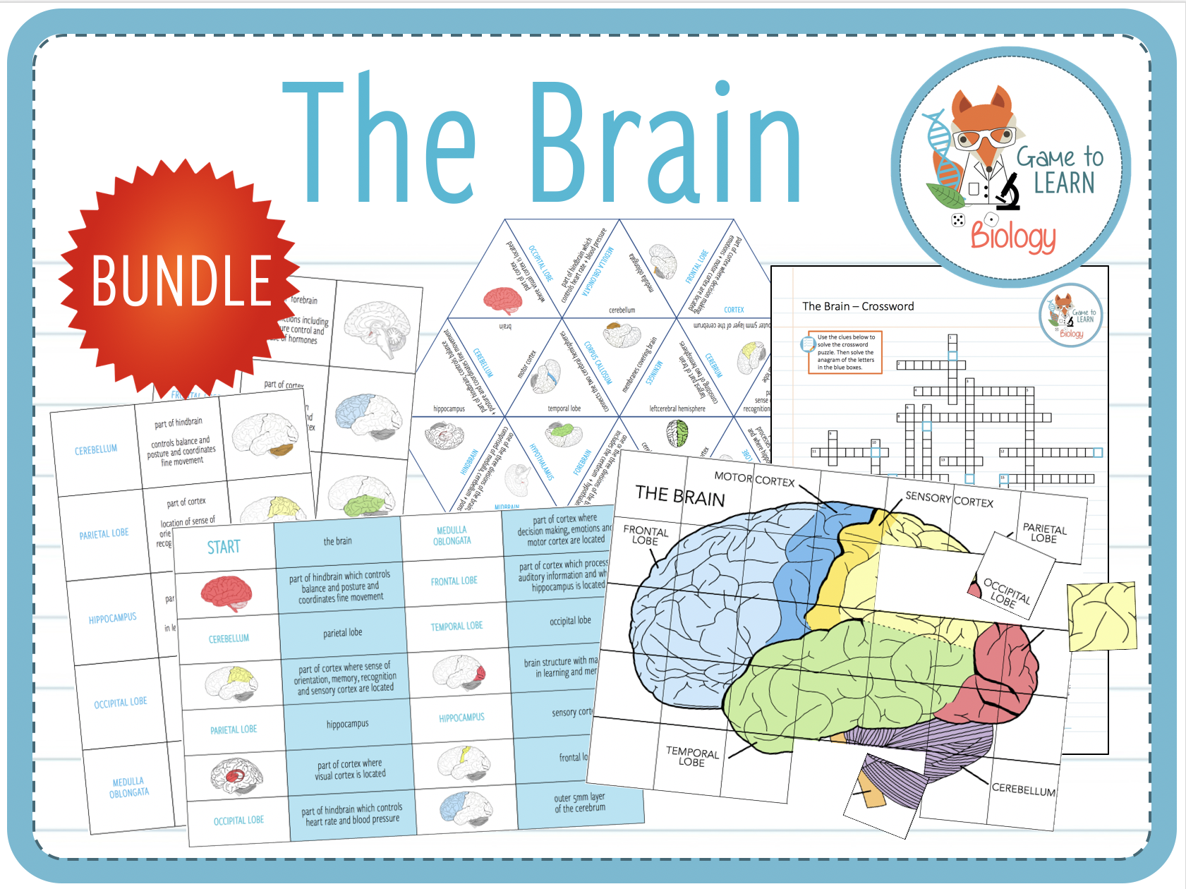 The Brain - 5x Games and Activities (KS5) | Teaching Resources