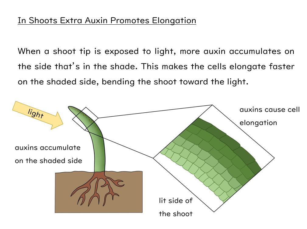 Plant Hormones Supplementary Slides and Worksheet (GCSE Biology AQA ...