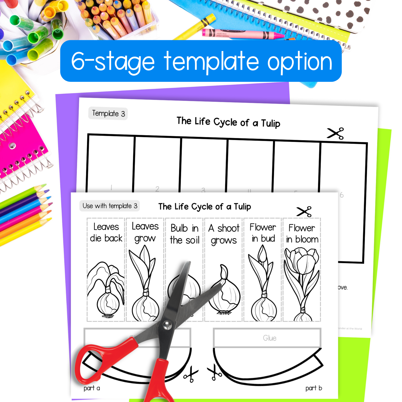 Life cycle of a tuilp flower plant sequence and fold craft activity KS1 ...