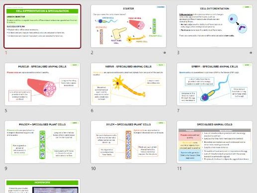 Specialised Cells - Lesson | Teaching Resources