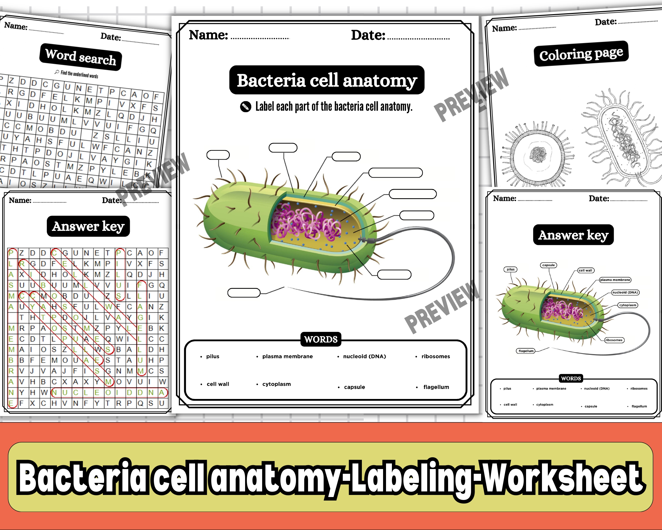 Bacteria Cell Anatomy-Labeling Diagram,Worksheets,Word Search,Coloring ...