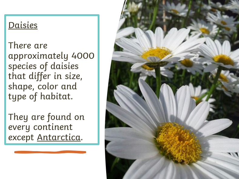Flower Fact File For Year 1 Flower Identification Teaching Resources