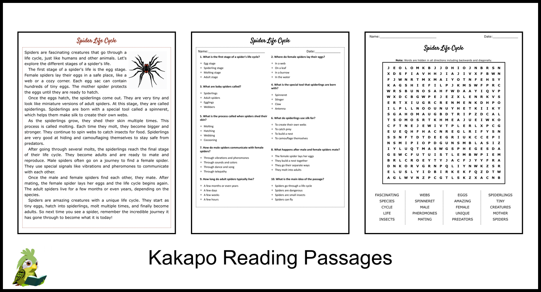 Spider Life Cycle Reading Comprehension and Word Search | Teaching ...