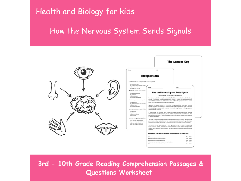 How the Nervous System Sends Signals Reading Comprehension Passages ...