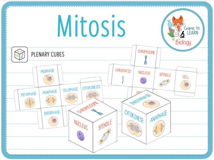 Mitosis - Plenary Cubes (KS4/5) | Teaching Resources