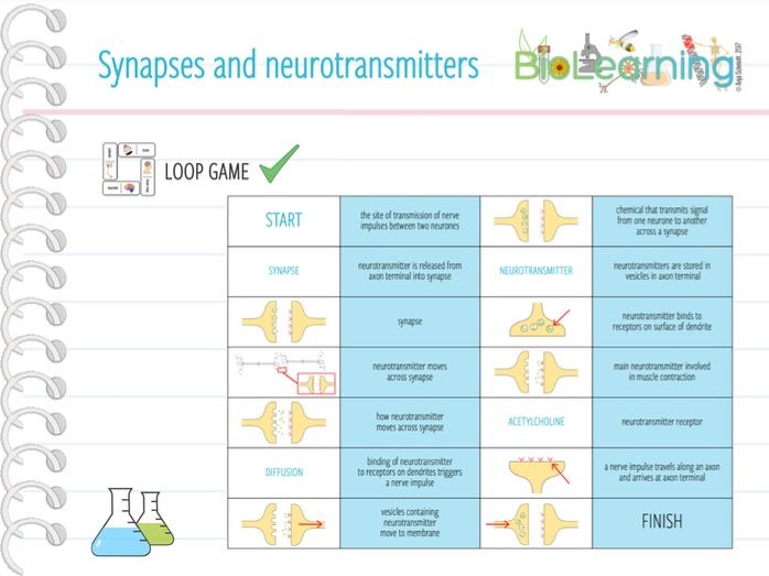 Synapse and Neurotransmitter - Loop Game (KS3/KS4) | Teaching Resources
