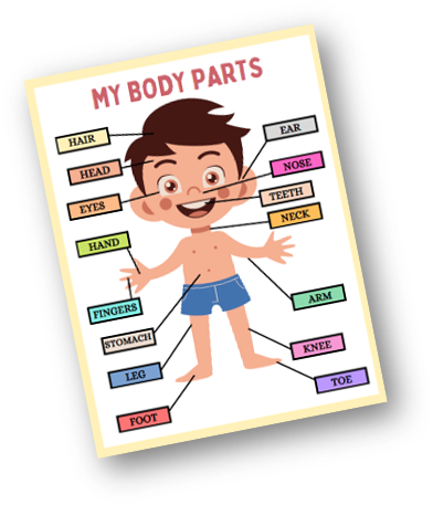 Human Body Flashcards, Activities & Worksheets for Kids | Teaching ...
