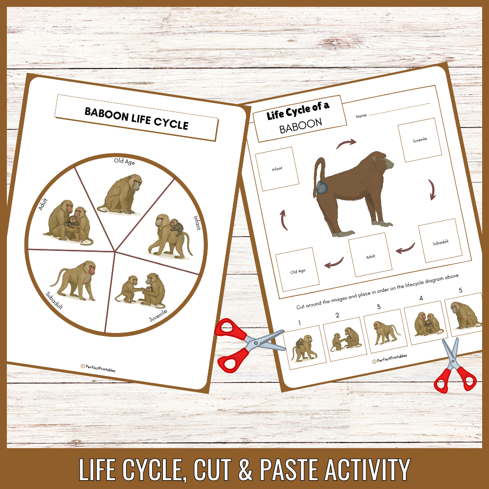 Life Cycle of a Baboon: African Primate Science Unit Study & Fun Facts ...