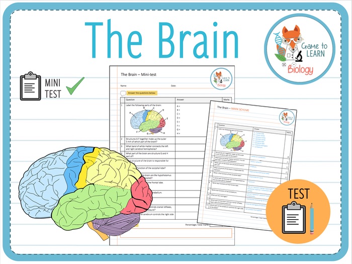 The Brain - Mini-test (KS5) | Teaching Resources