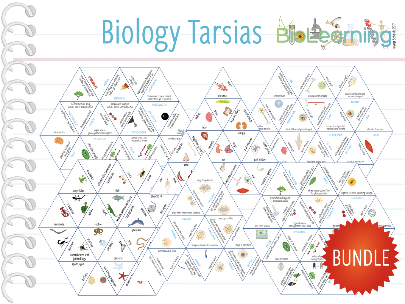 10x Biology Tarsia Games Bundle (1) - (KS3/4) | Teaching Resources