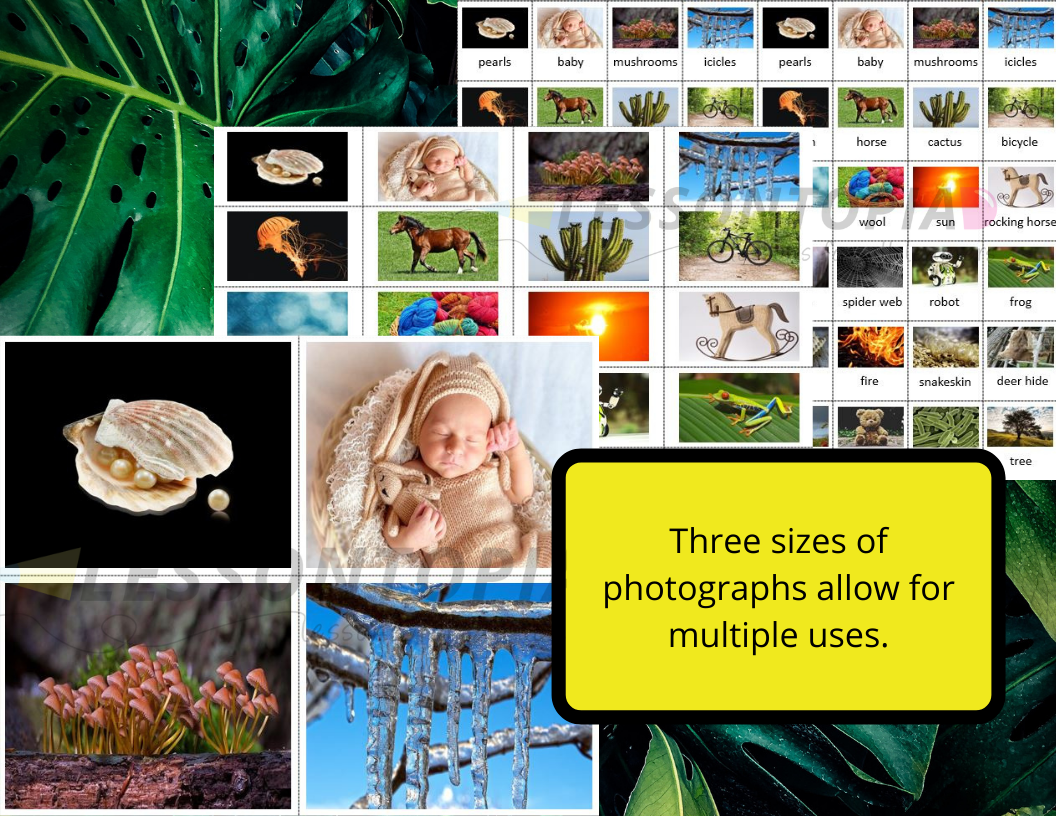Living or Nonliving | Ecosystems | Card Sort | Teaching Resources