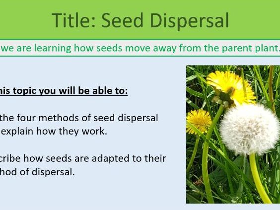 KS3 ~ Year 7 ~ Reproduction B1c Biology | Teaching Resources