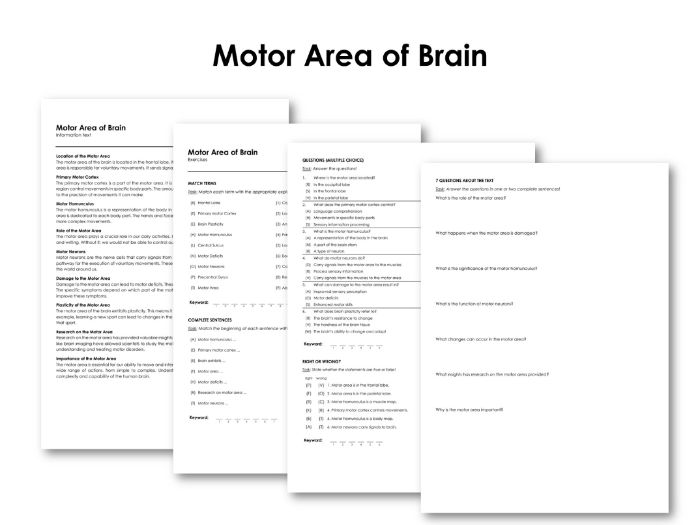Motor Area of Brain | Teaching Resources