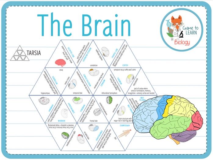 A-level Biology - 8x Tarsia Games (KS5) | Teaching Resources