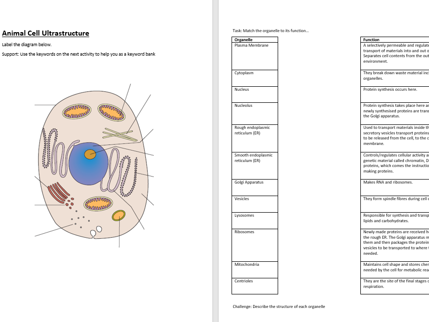Eukaryotic Cells (Animal)- AAQ Applied Science | Teaching Resources