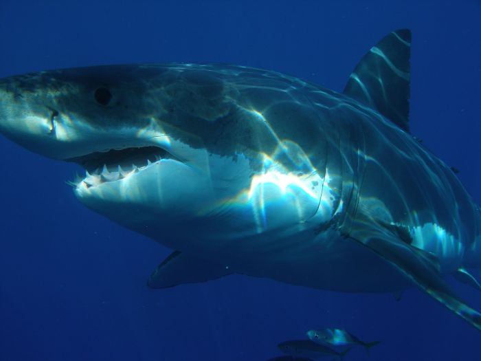 Great Suspense Story Writing Unit Shark Differentiated Linked To Great Suspense Story Writing Unit Shark Differentiated Linked To