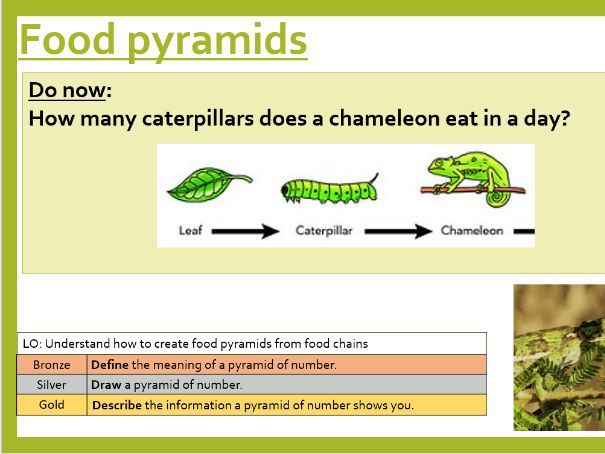 Food Pyramids (OFSTED Lesson Observation) | Teaching Resources