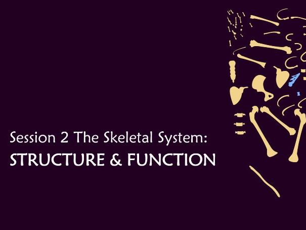 Skeleton Structure And Function Level 3 PowerPoint And Workbook 