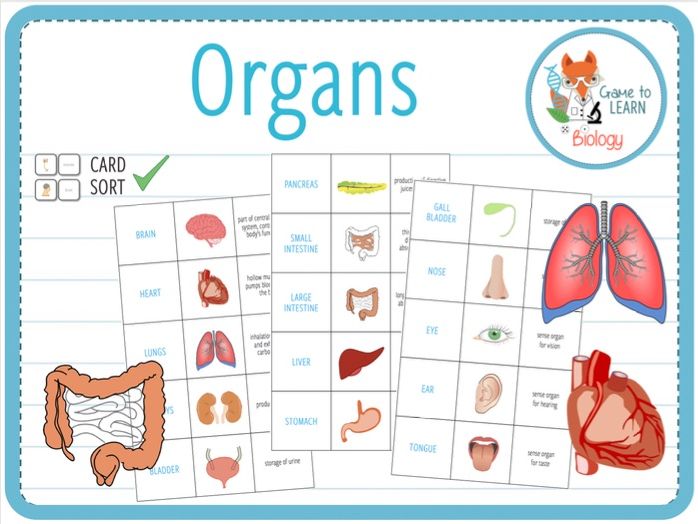 Organs - Card sort (KS3/4) | Teaching Resources