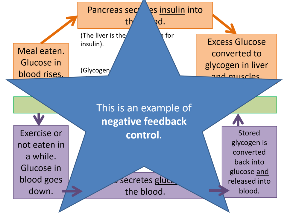 AQA GCSE Biology Blood Glucose Control Lesson | Teaching Resources