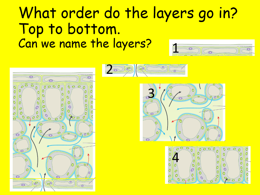 Edexcel CB6 SB6 Photosynthesis 3 Complete Lessons - GCSE Biology ...