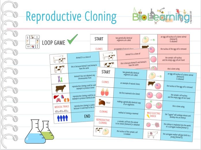 Reproductive Cloning - Loop Game (KS4) | Teaching Resources